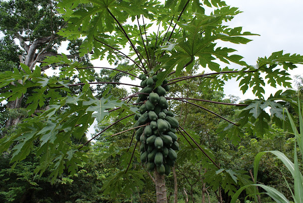 papaya | Project Noah
