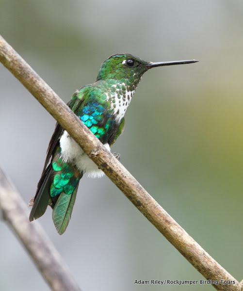 Emerald-bellied Puffleg | Project Noah