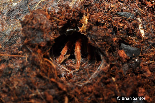 Panay Orange Tarantula | Project Noah