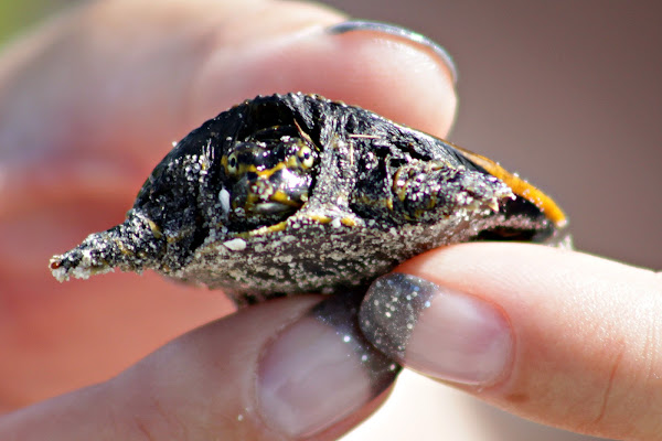 Florida Soft-shell Turtle | Project Noah