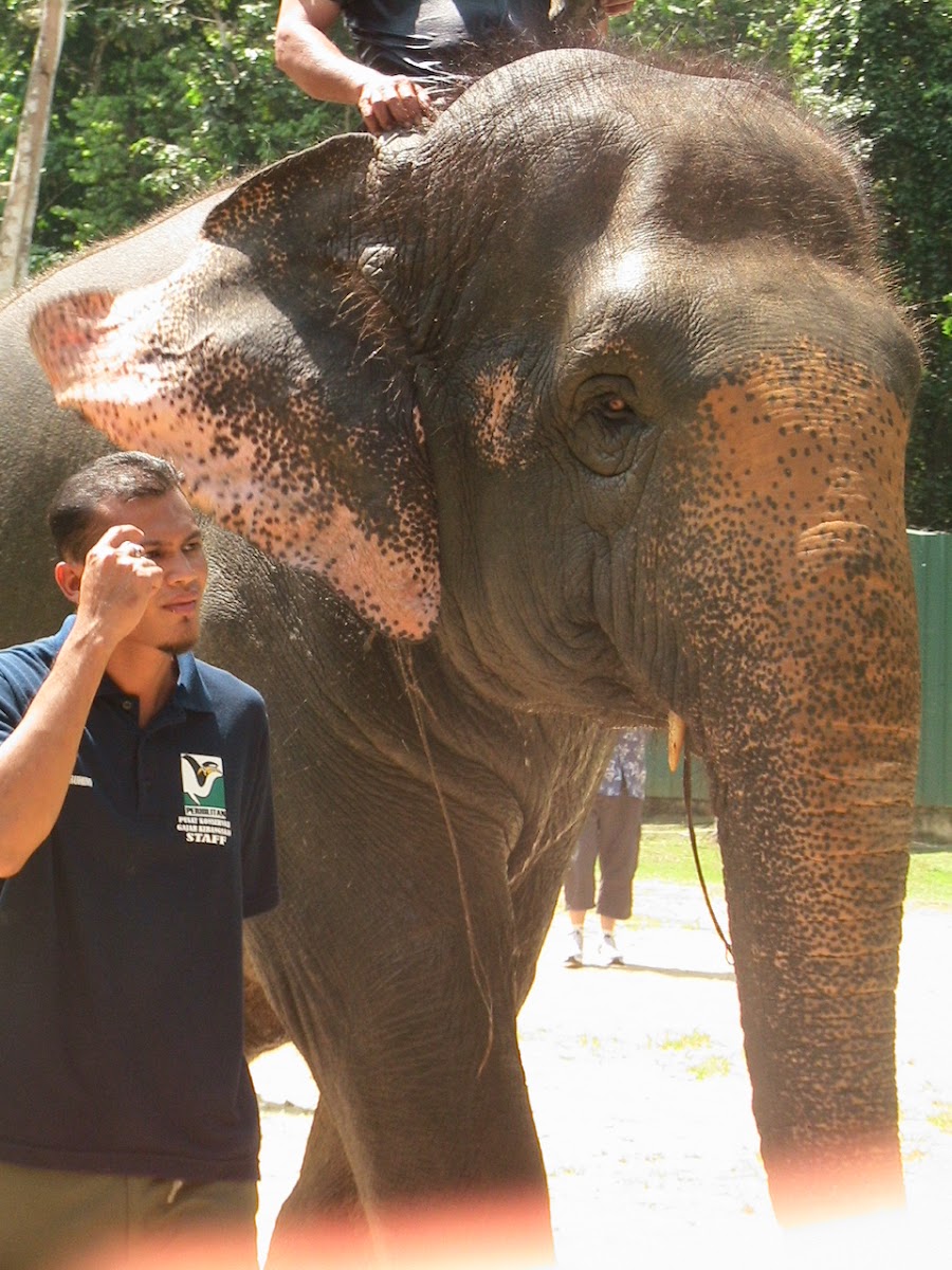 Malaysian Elephant | Project Noah