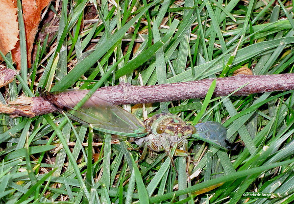 Eastern Scissor(s) Grinder Cicada | Project Noah