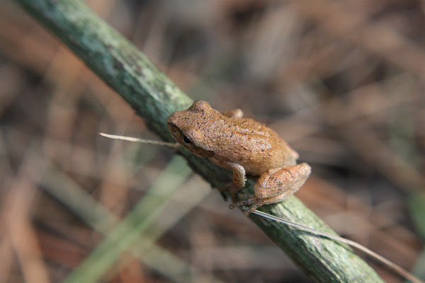Northern Spring Peeper | Project Noah