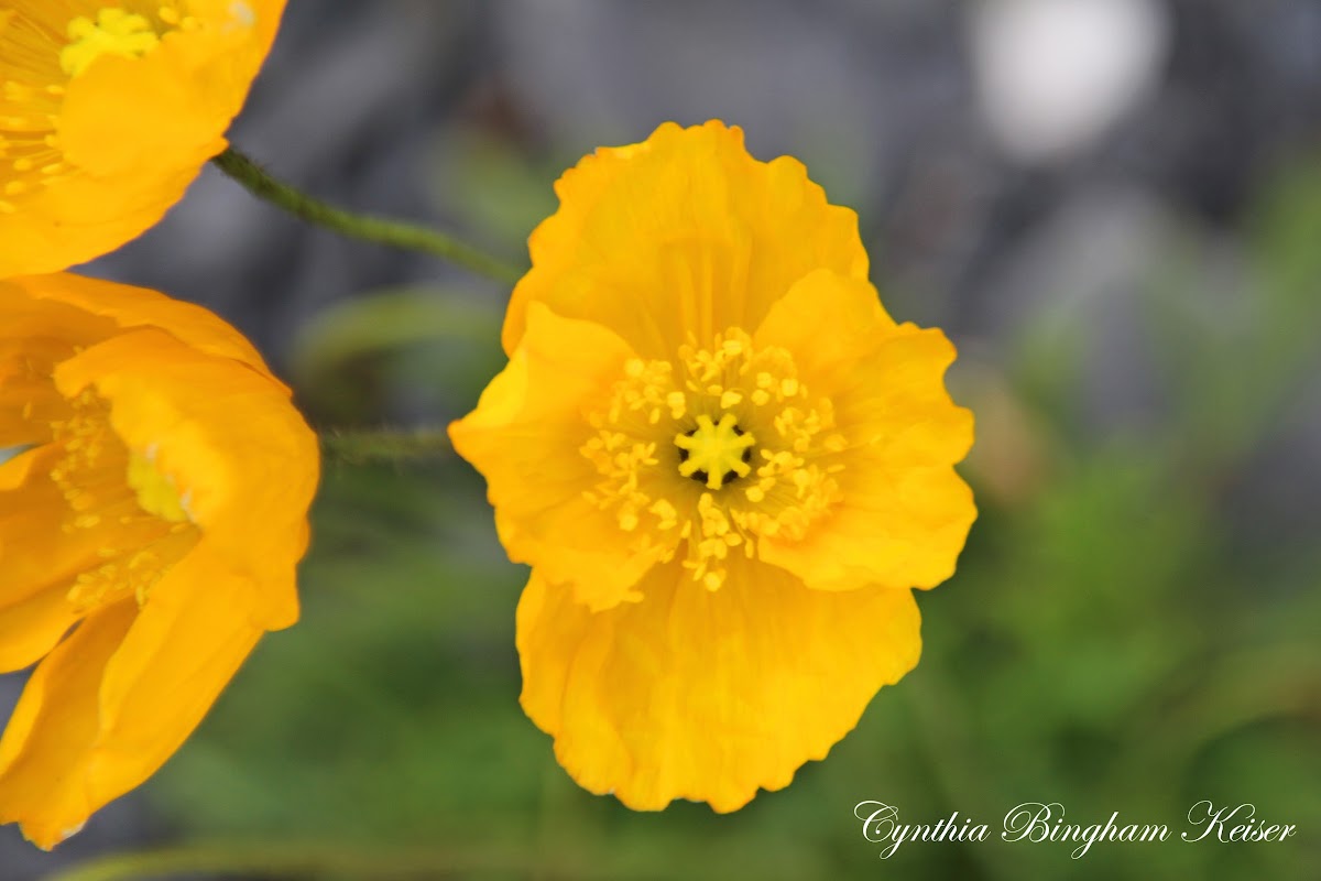 Alaska Poppy | Project Noah