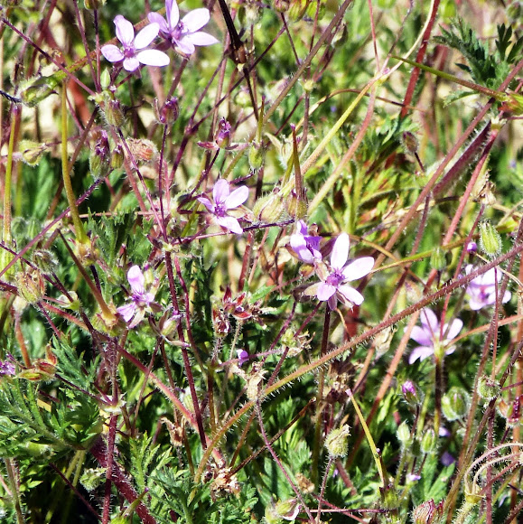Red Stem Filaree | Project Noah
