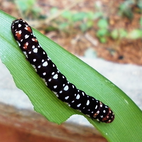 Lily Moth Caterpillar | Project Noah