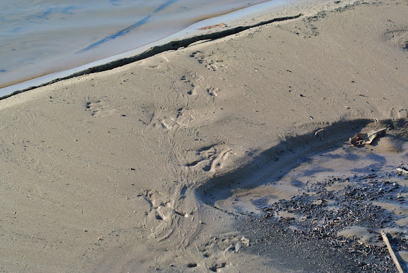 American Alligator Tracks | Project Noah