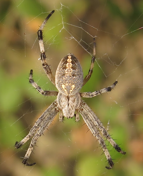 Western Spotted Orbweaver | Project Noah