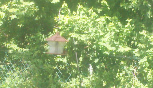 Northern Cardinal | Project Noah