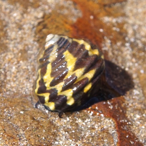 Top Shell or Trochus | Project Noah