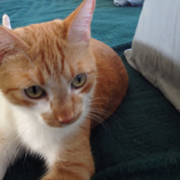 Domestic cat, orange tabby mix | Project Noah