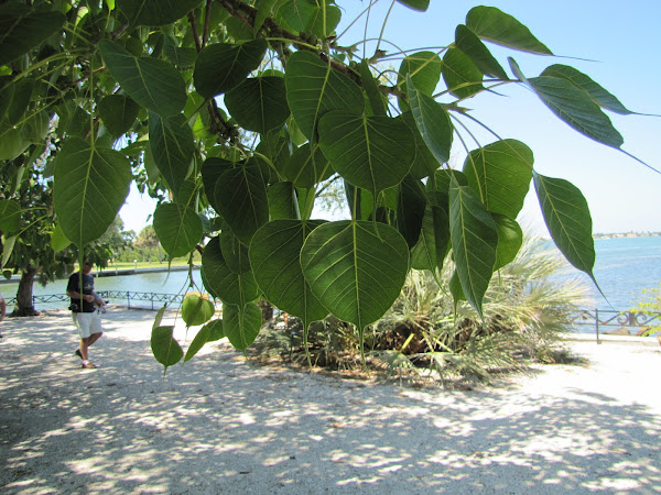 Sacred Fig, Bo Tree | Project Noah