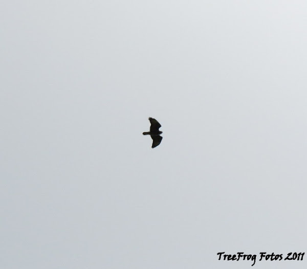 Common buzzard | Project Noah