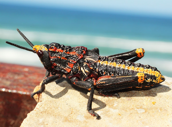 Koppie Foam Grasshopper (Immature) | Project Noah