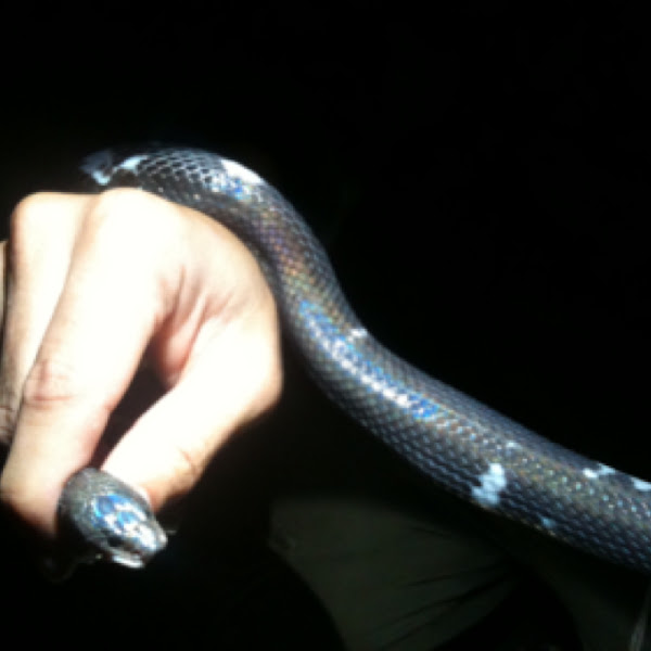 Muçurana/Cobra-preta | Project Noah