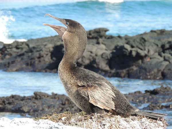Flightless cormorant | Project Noah