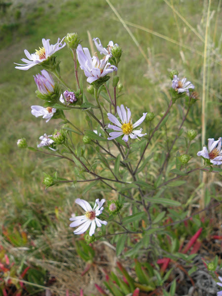 aster | Project Noah