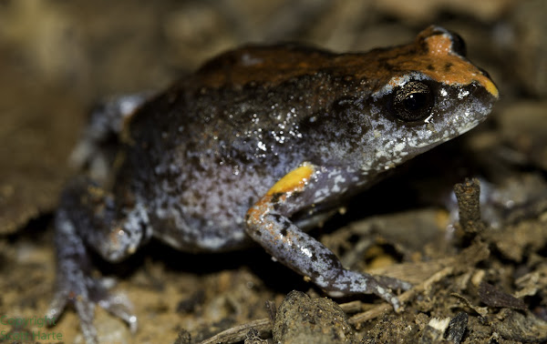 Magnificent Toadlet | Project Noah