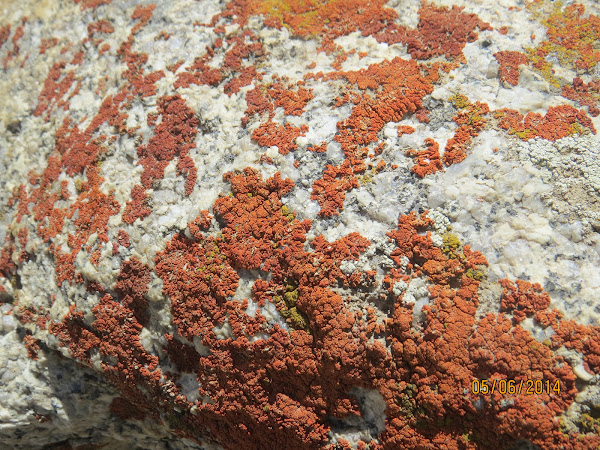 Lichen | Project Noah