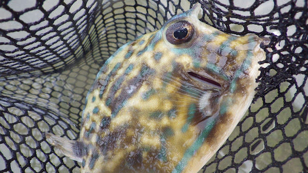 SCRAWLED COWFISH | Project Noah