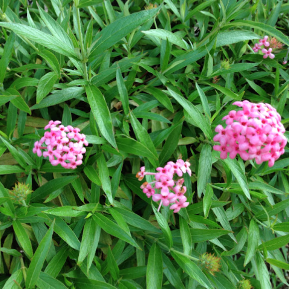 Panama rose | Project Noah