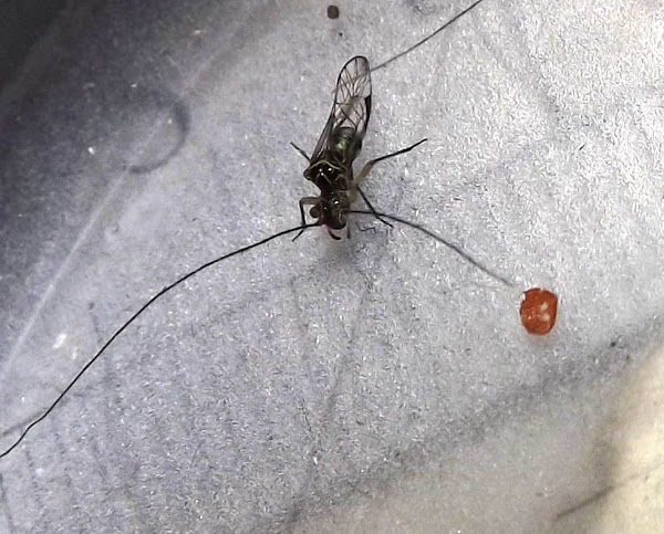 Bark Lice | Project Noah