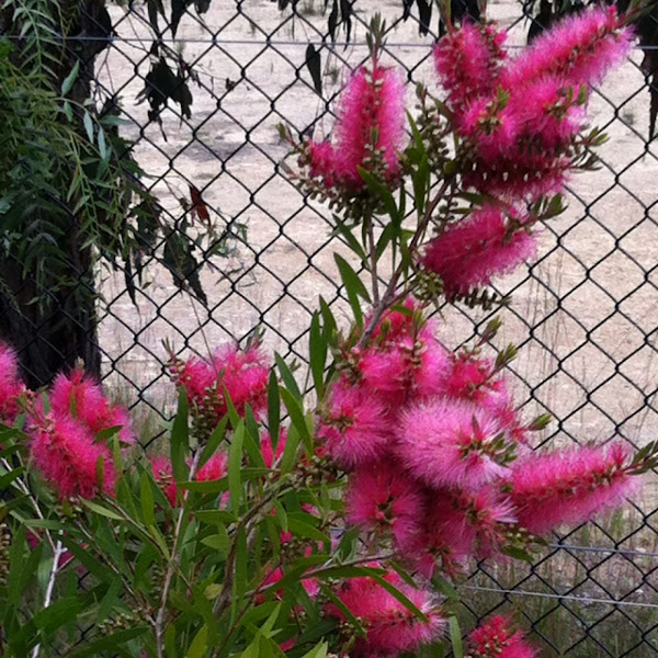 Callistemon candy pink | Project Noah