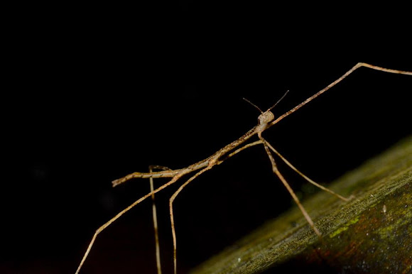 Stick Insect, Phasmid | Project Noah