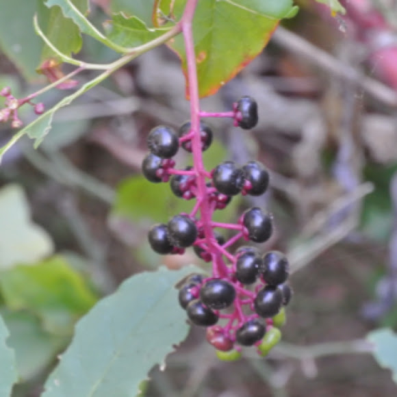 Pokeweed berries | Project Noah