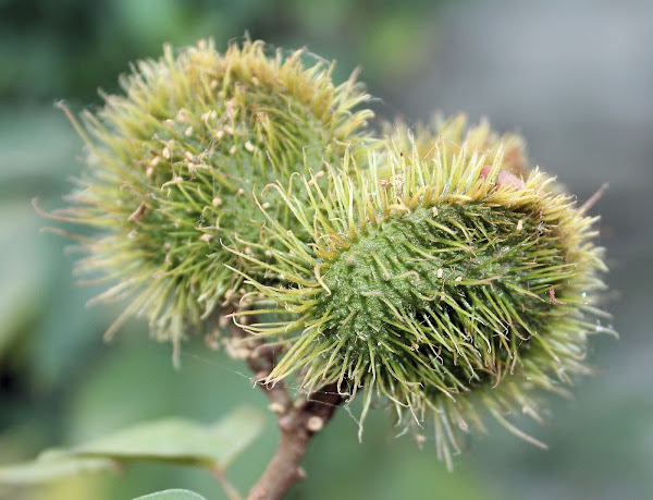 Atsuete or Achuete Plant | Project Noah