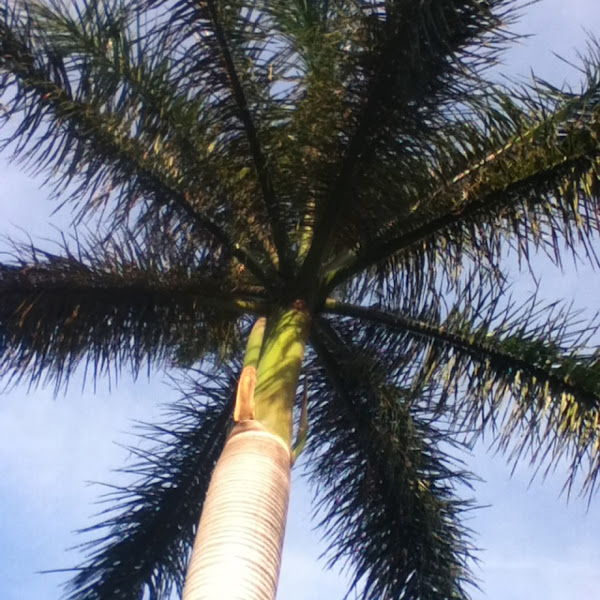 Palm tree | Project Noah