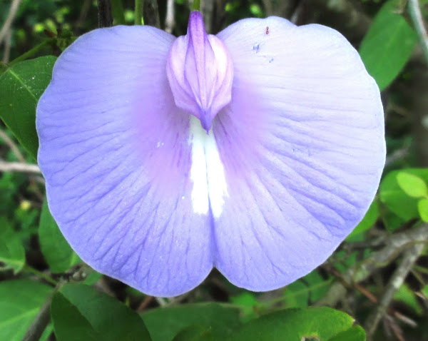 Spurred Butterfly Pea | Project Noah