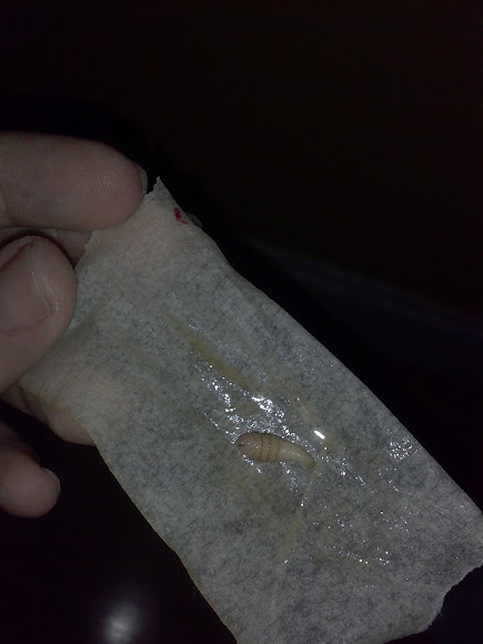 The human botfly | Project Noah