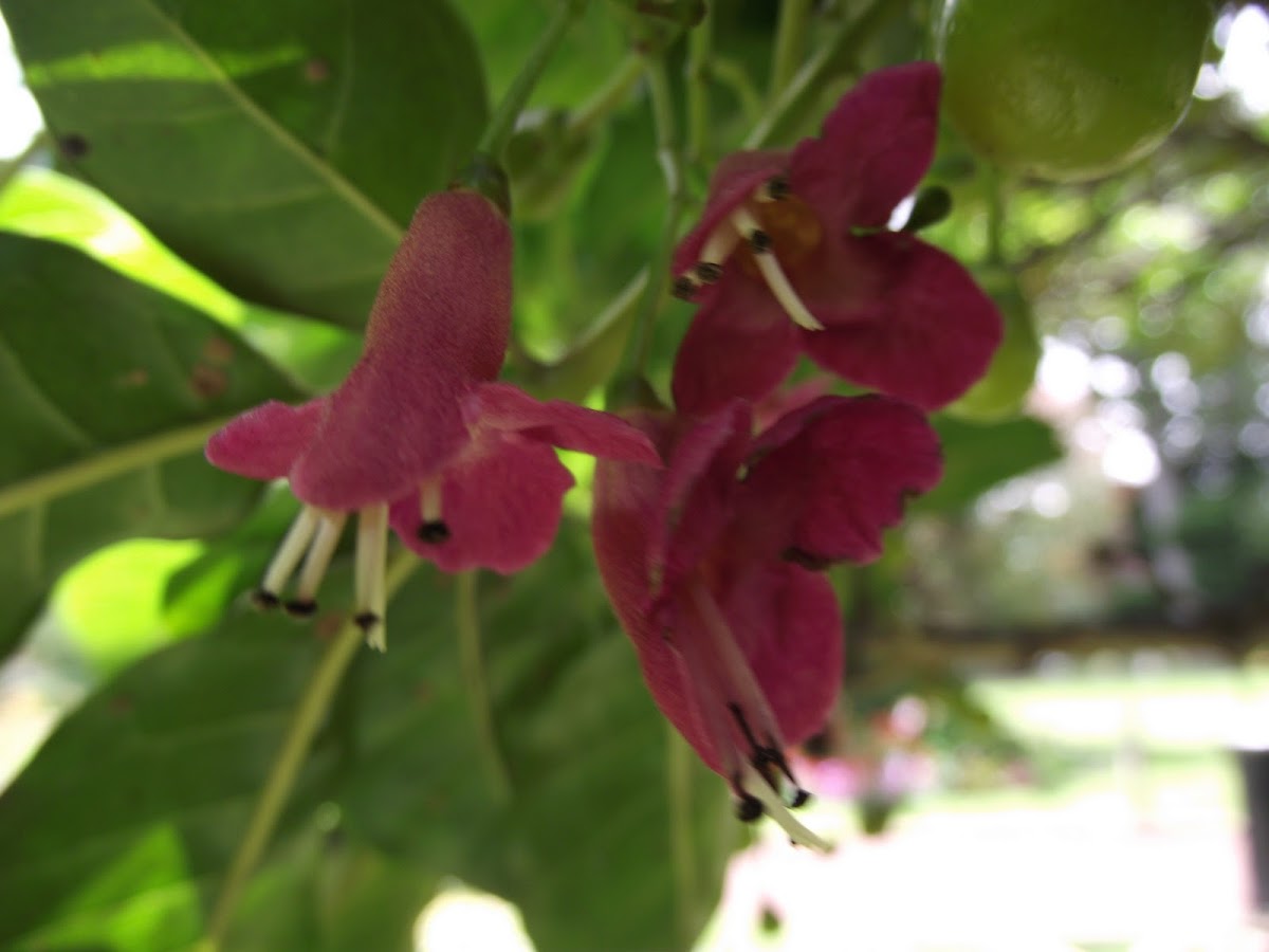 Puriri | Project Noah