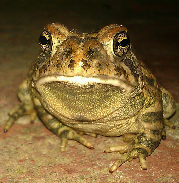 Fowler's Toad | Project Noah