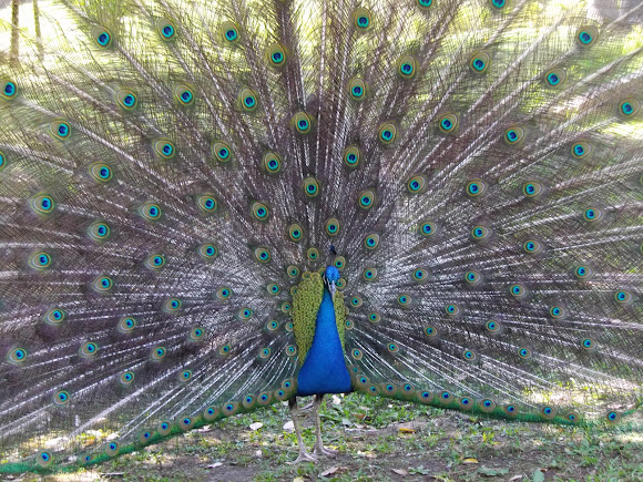 Pavão | Project Noah