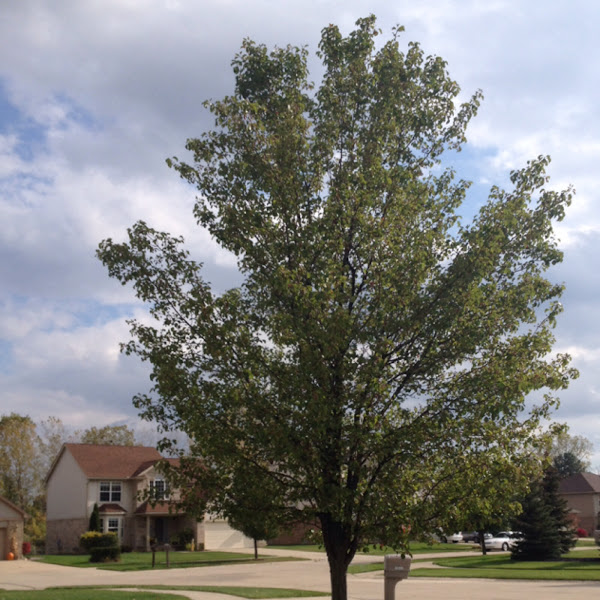 Bradbury Pear Tree | Project Noah