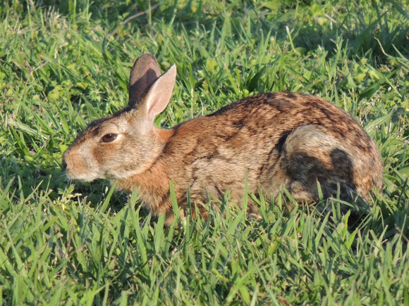 Marsh Rabbit | Project Noah