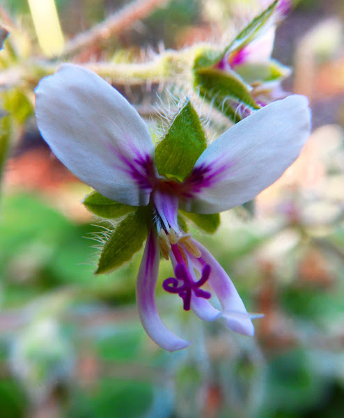 Pine scented geranium | Project Noah
