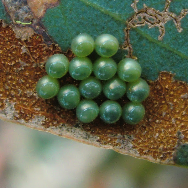 Stink bug eggs | Project Noah