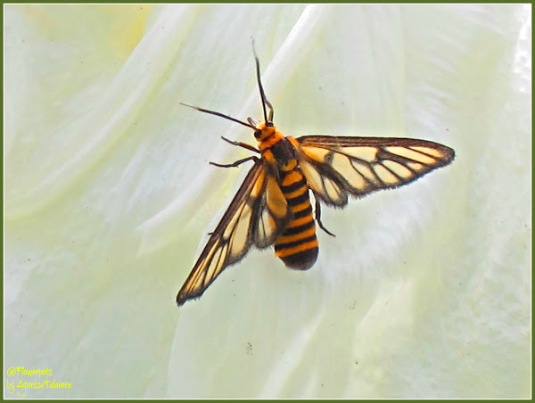 Amata Wasp Moth | Project Noah