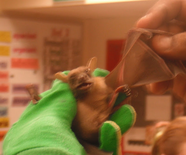 Common Fruit Bat | Project Noah