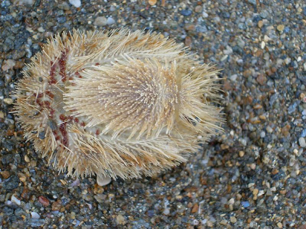 Groove Burrowing Urchin | Project Noah