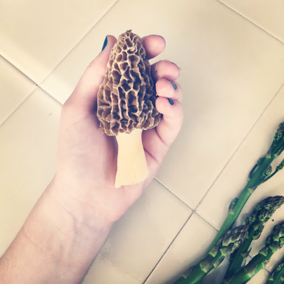 Morel | Project Noah