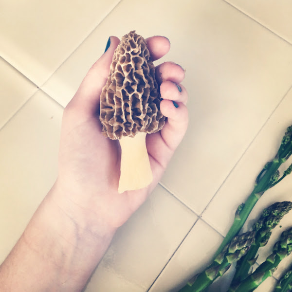 Morel | Project Noah