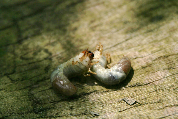 June Bug Larvae | Project Noah