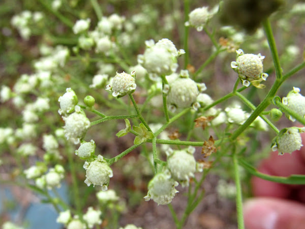 Santa Maria Feverfew | Project Noah