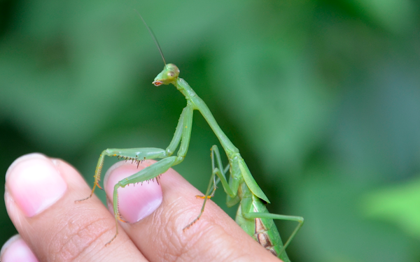 Mantis | Project Noah