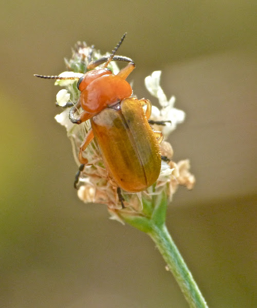 Clay-colored leaf beetle | Project Noah