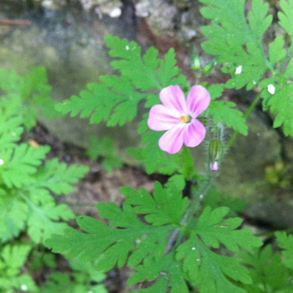 Stinky Bob aka Herb Robert | Project Noah